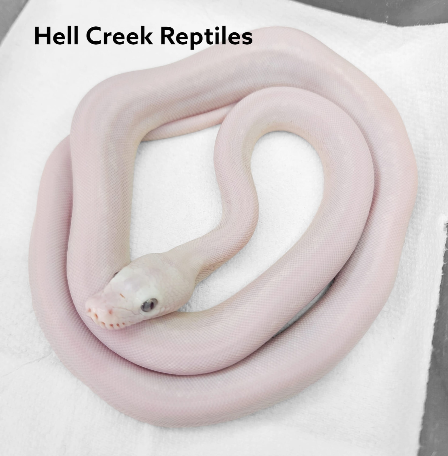 Kalatoa Super Dwarf Super Phantom Possible Tiger Possible Het Anery And ...