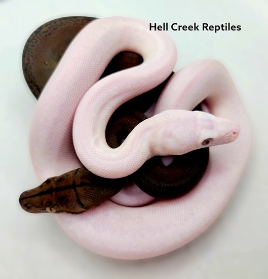 Kalatoa Super Dwarf Calico Golden Child Cow Makers Reticulated Python ...