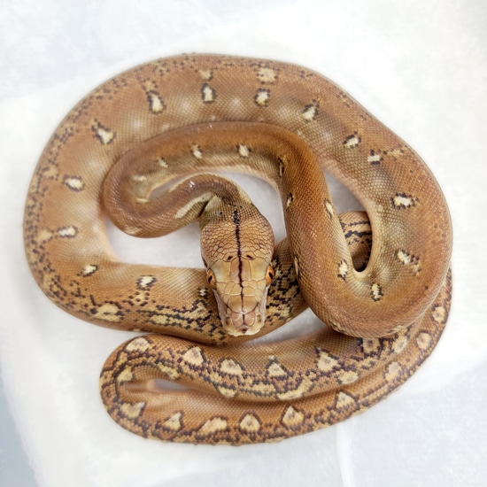 Kalatoa Super Dwarf Phantom Possible Het Anery Reticulated Python by ...
