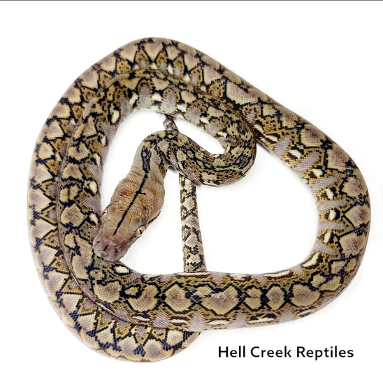 Pure Kalaotoa Island Reticulated Pythons by Hell Creek Reptiles