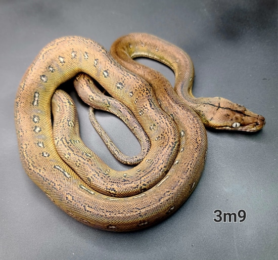 Kalaotoa Golden Child Phantom Marble Reticulated Python by Hell Creek ...