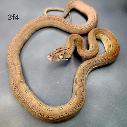 Kalatoa Super Dwarf Super Phantom Possible Tiger Possible Het Anery And ...