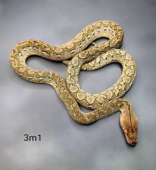 Kalaotoa Marble Reticulated Python by Hell Creek Reptiles