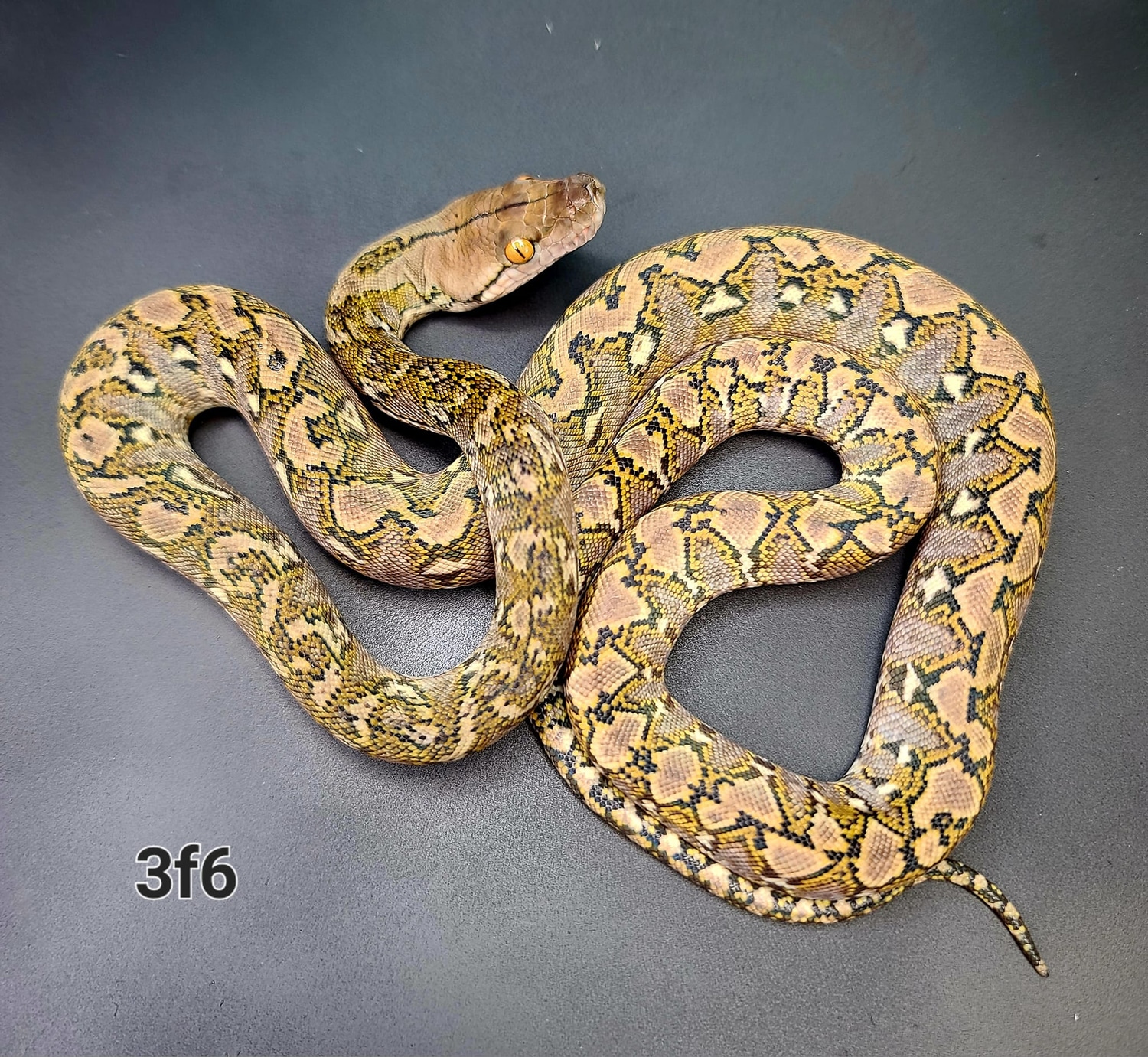 Kalaotoa Marble Reticulated Python by Hell Creek Reptiles - MorphMarket