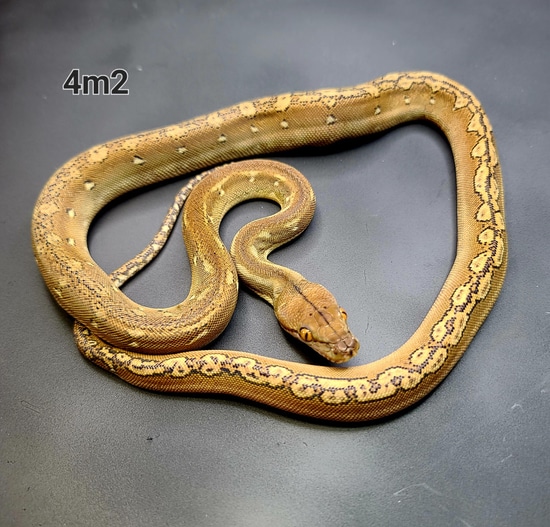 Super Dwarf Phantom 50% Het Anery Reticulated Python by Hell Creek Reptiles