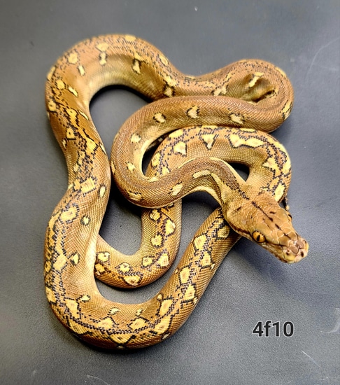 Kalaotoa Super Dwarf Phantom Poss Het Albino, Anery, And Titanium ...