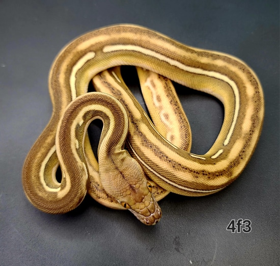 Kalaotoa Super Dwarf Phantom Tiger Poss Het Albino, Anery, Titanium ...
