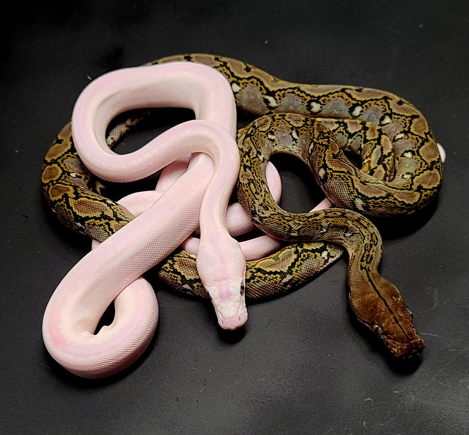 Kalaotoa Red Eyed Lucy Project II Reticulated Python by Hell Creek ...