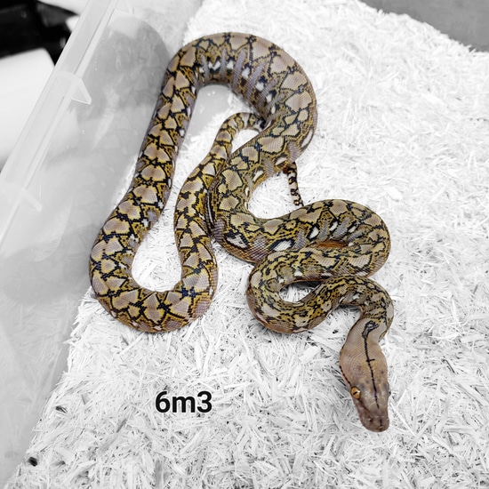 F3 Pure Kalaotoa Reticulated Python by Hell Creek Reptiles