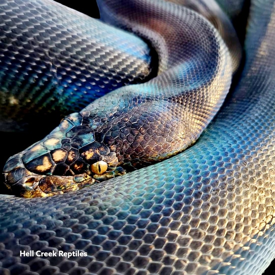 Black Golden Child Phantom Anthrax Reticulated Python by Hell Creek ...