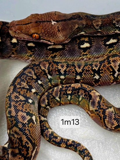 Kalaotoa Graniteback From Calico Blood Reticulated Python by Hell Creek ...
