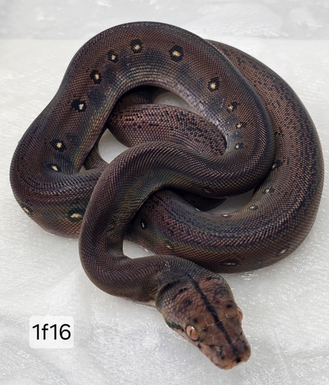 Kalaotoa Black Golden Child Graniteback From Calico Blood Reticulated ...