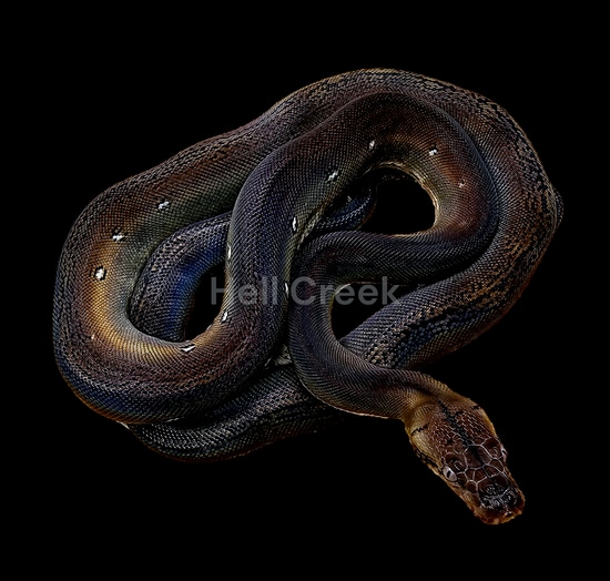 Kalaotoa Golden Child HOGS From Calico Blood Reticulated Python by Hell ...
