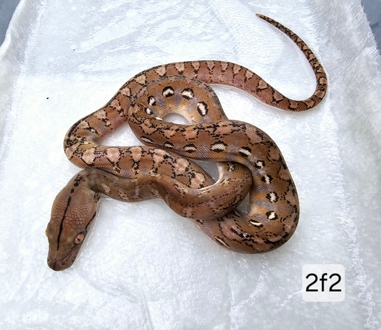 High Percentage Super Dwarf Platinum 100% Het Indo Or Purple Poss Het ...