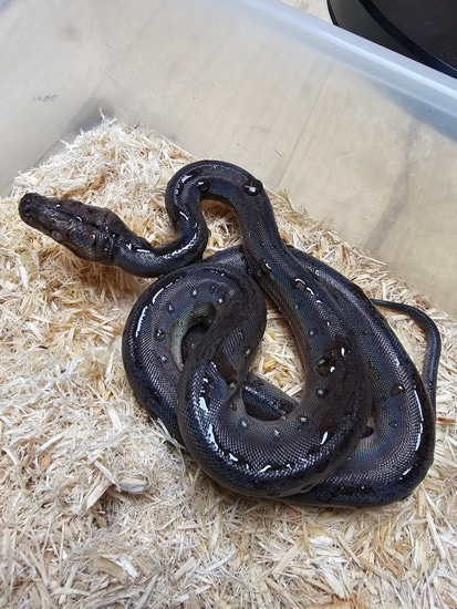 Kalaotoa Black Golden Child Graniteback From Calico Blood Reticulated ...