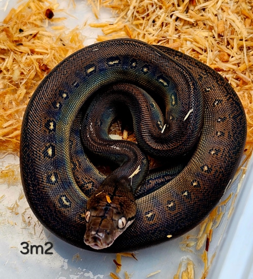 Kalaotoa Golden Child Phantom Marble Reticulated Python by Hell Creek ...