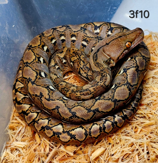 Kalaotoa Wild Type Reticulated Python by Hell Creek Reptiles