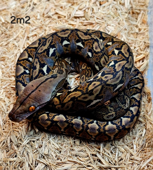 High Percentage Super Dwarf Wild Type 100% Het Indo Or Purple Poss Het ...