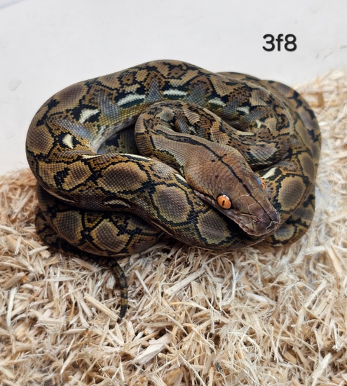 Kalaotoa Wild Type Reticulated Python by Hell Creek Reptiles
