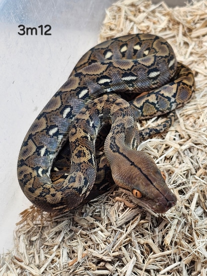 Kalaotoa Wild Type Reticulated Python by Hell Creek Reptiles