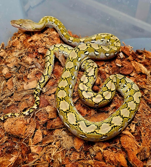 Kalaotoa Sunfire 100% Het Pied Reticulated Python by Hell Creek Reptiles