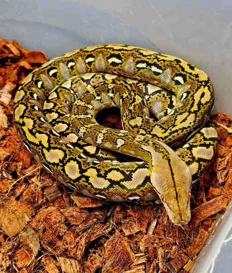Yearling Kalaotoa HOGS Reticulated Python by Hell Creek Reptiles