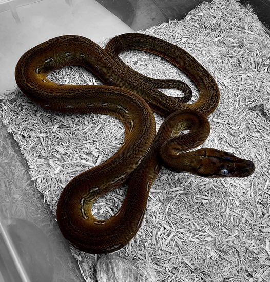 Kalaotoa Golden Child Marble Reticulated Python by Hell Creek Reptiles