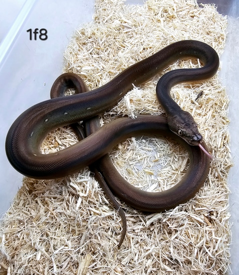 Kalaotoa Golden Child Phantom Graniteback From Calico Blood Reticulated ...