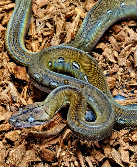 Kalaotoa Golden Child Phantom Marble Reticulated Python by Hell Creek ...