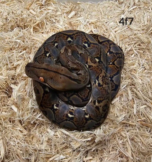 50% Poss Het Ocelot 100% DH Purple Snow Or Snowglow Reticulated Python ...
