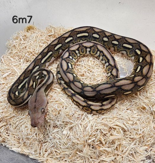 Kalaotoa Super Dwarf Anery Tiger 100% Het Purple Albino Reticulated ...