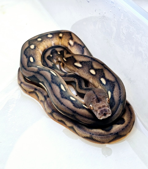 Kalaotoa Super Dwarf Sunfire Tiger 100% Het Indo / Purple Poss Het ...