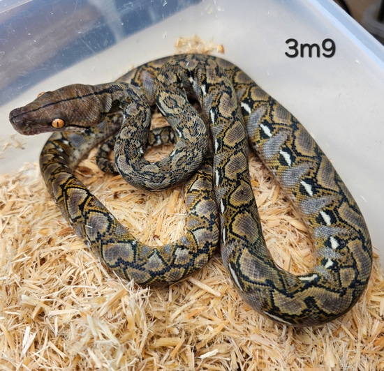 Kalaotoa Wild Type Reticulated Python by Hell Creek Reptiles