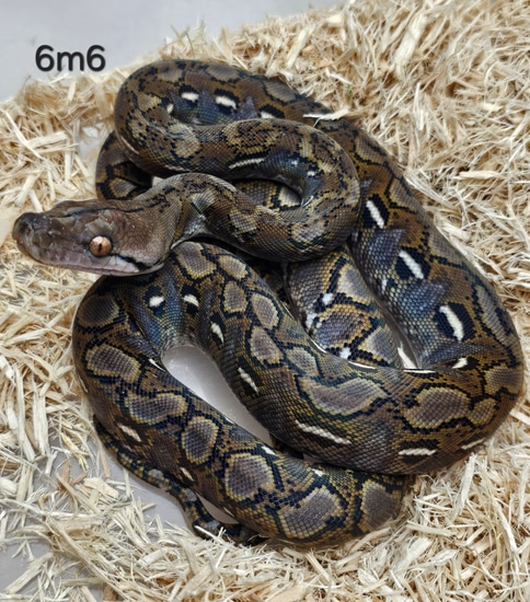 Kalaotoa Super Dwarf Anery 100% Het Purple Albino Reticulated Python by ...