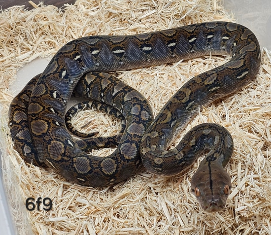 Kalaotoa Super Dwarf Anery 100% Het Purple Albino Reticulated Python by ...