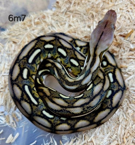 Kalaotoa Super Dwarf Anery Tiger 100% Het Purple Albino Reticulated ...