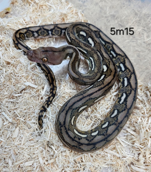 Kalaotoa Super Dwarf Tiger 100% Het Indo / Purple Poss Het Anery ...