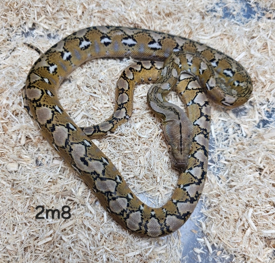 High Percentage Super Dwarf Platinum 100% Het Indo Or Purple Poss Het ...