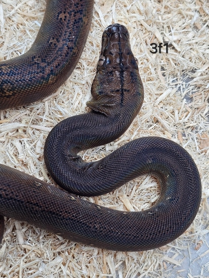 Kalaotoa Golden Child Phantom Marble Reticulated Python by Hell Creek ...