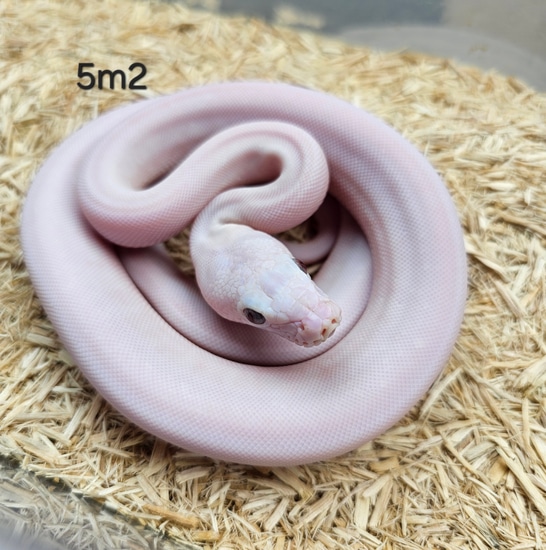 1.1 Kalaotoa Super Dwarf Super Phantom 100% Het Indo / Purple POSS ...