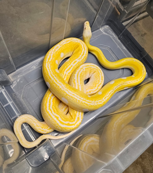 White Phase Golden Child Graniteback (NERD) Reticulated Python by Hell ...