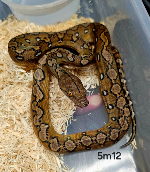 Kalaotoa Super Dwarf Sunfire 100% Het Indo / Purple Poss Het Anery ...