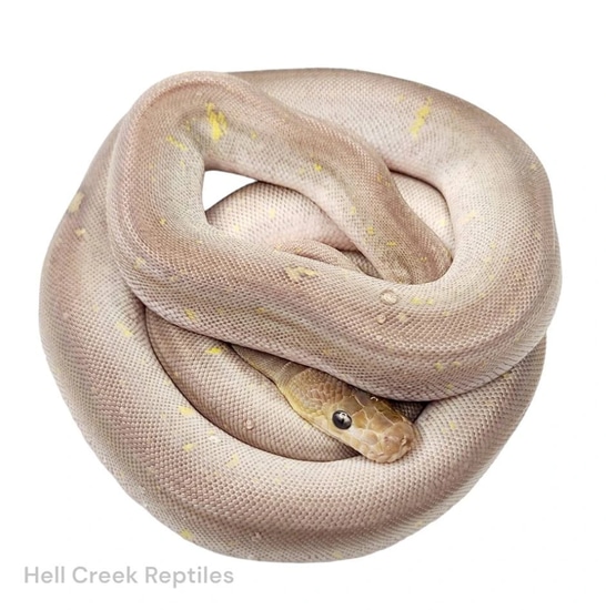 Kalaotoa Super Dwarf Super Motley Tiger 100% DH Purple Snow - Ready To ...