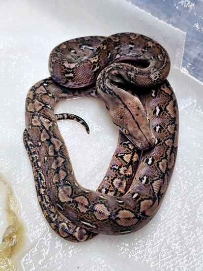 Pure Kalaotoa (Bushmaster Line) Reticulated Python by Hell Creek Reptiles