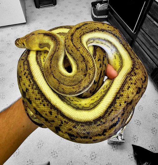 Anthrax Supertiger Reticulated Python by Hell Creek Reptiles
