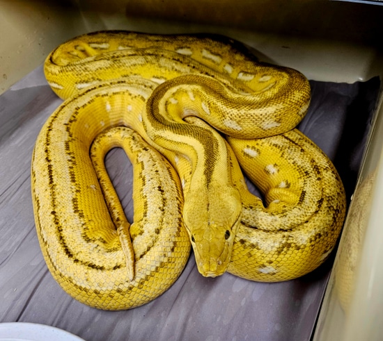 Phantom Marble Tiger Platinum Sunfire Reticulated Python by Hell Creek ...