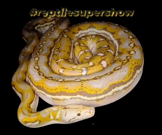 Adult Female Mochino Anthrax Breeder Ready Reticulated Python by Hell ...