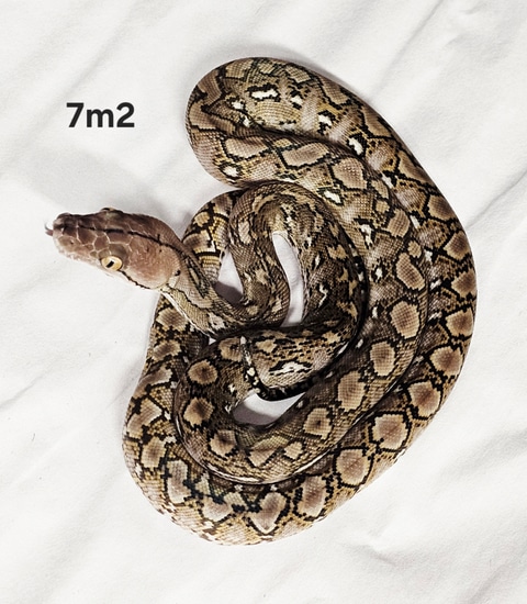 Pure Kalaotoa (Bushmaster Line) Reticulated Python by Hell Creek Reptiles