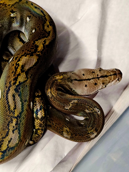 Kalaotoa Super Dwarf Anery Motley 100% Het Purple Albino Reticulated ...