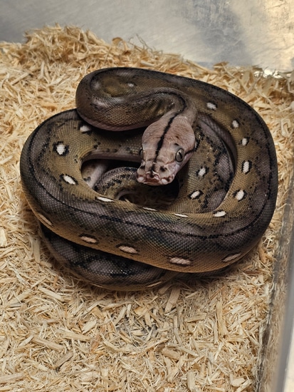 Kalatoa Super Dwarf Motley Tiger 100% DH Purple Snow Reticulated Python ...